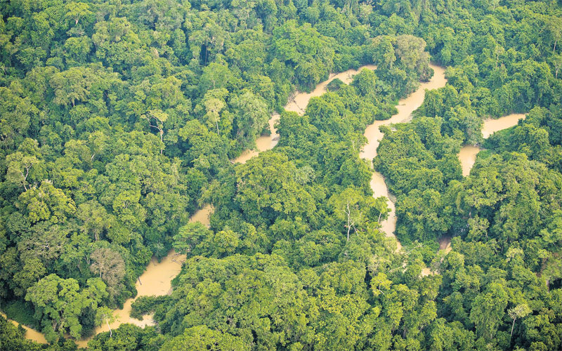 Peruvian trees that fill need for carbon trading - eb247 - The Business ...