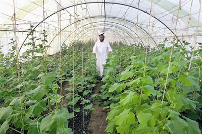 Lack of investments plagues the Arab farm sector - eb247 - News ...