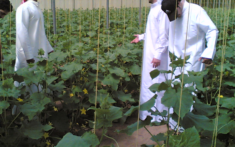 Arab countries' farm gap grows to $155 billion - eb247 - The Business ...