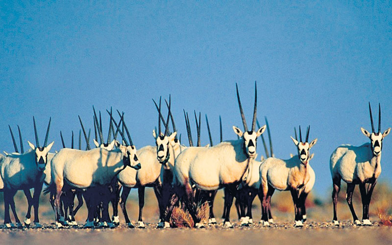 Relocating animals to safer climes - eb247 - The Business of Life ...