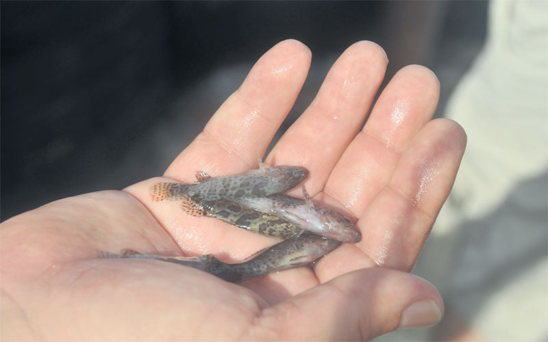 Fish fall from sky with rain in northern Mexico - News - World ...