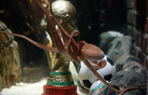 Paul, the psychic octopus dies in Germany - News - World - Emirates24|7