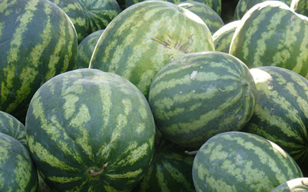 Motorists steal away with runaway melons - Offbeat - Crazy World ...