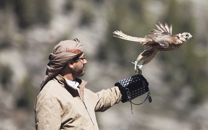 UAE falconry project spreads its wings - News - Emirates - Emirates24|7