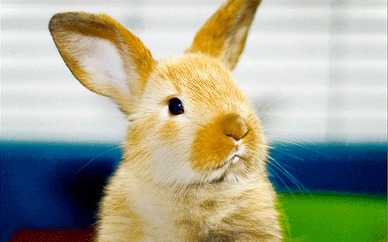 ‘Mr Rabbit' pops up in Aussie election - Offbeat - Crazy World ...