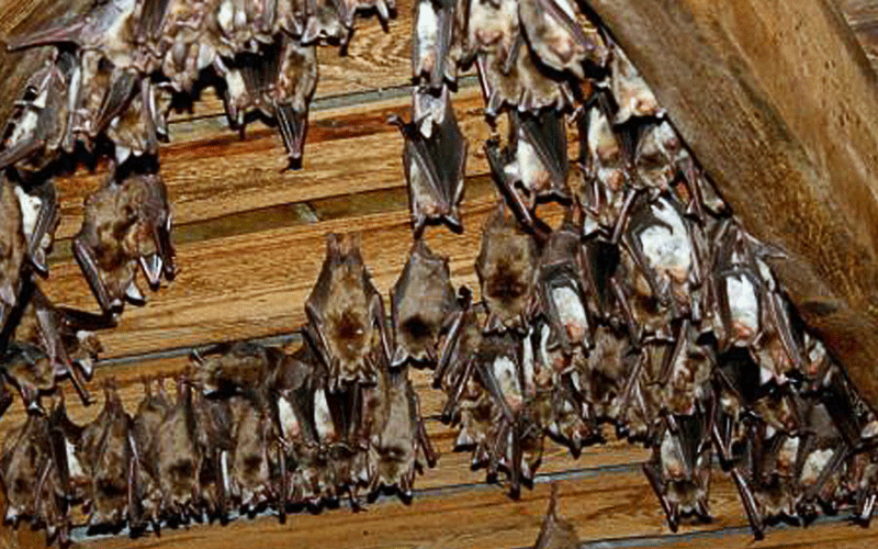 Bats attack farms in Saudi town - News - Region - Emirates24|7
