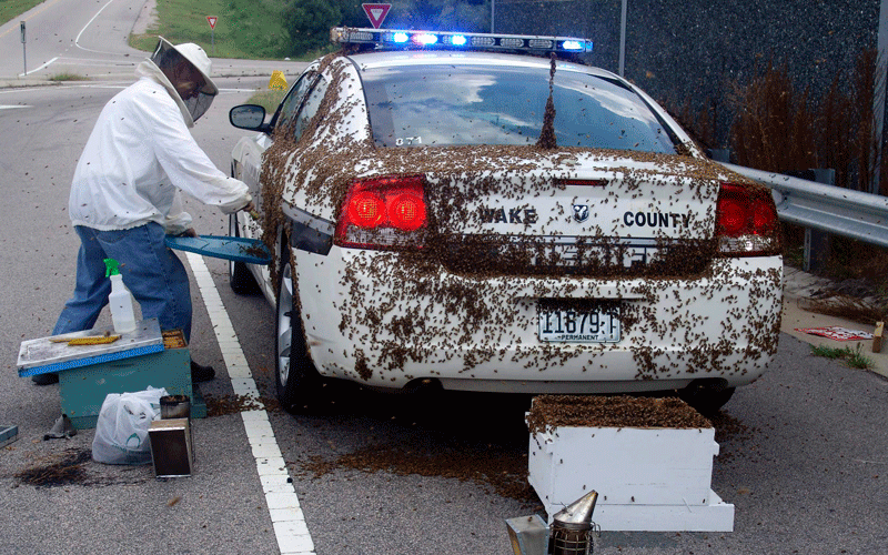 Bees in major sting on US policeman - News - World - Emirates24|7