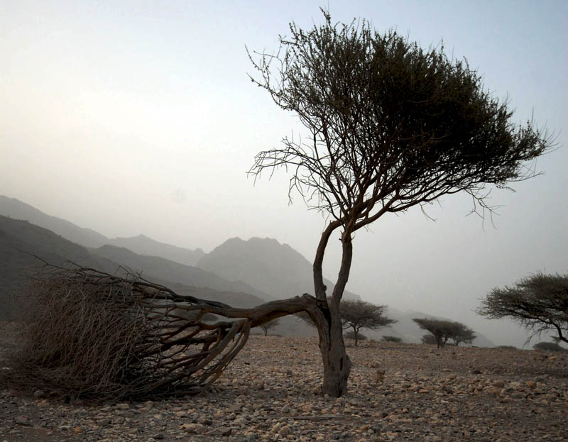 Emirati shutterbug who plays ambassador of art - Entertainment - Events ...