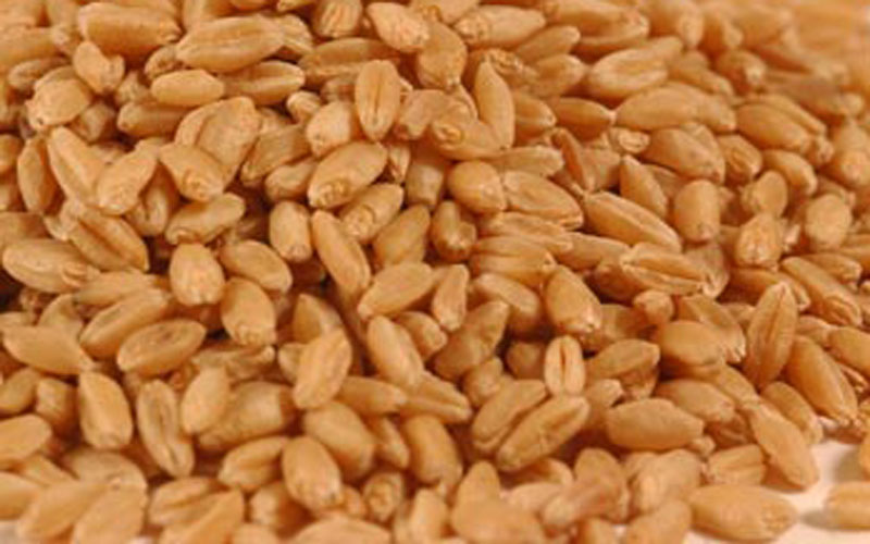 Saudi to double wheat stock to one year - Business - Economy and ...