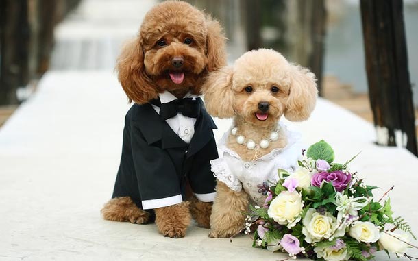 Dresses, weddings and parties - it's a dog's life - Offbeat - Crazy ...