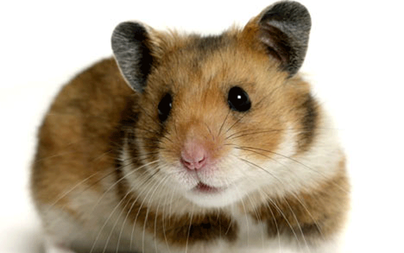 British man microwaves favourite hamster - Offbeat - This is life ...