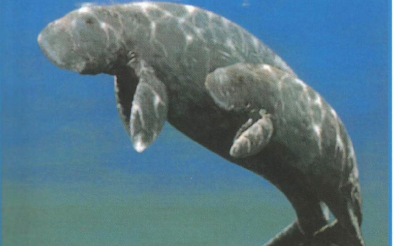 In defence of the dugongs - News - Emirates - Emirates24|7