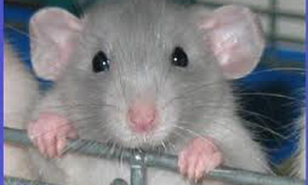 Tourists picnic with hungry rats in Paris - Offbeat - Crazy World ...