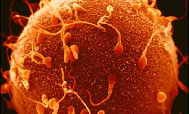 IVF opened Pandora's box of ethical issues - Lifestyle - Health ...