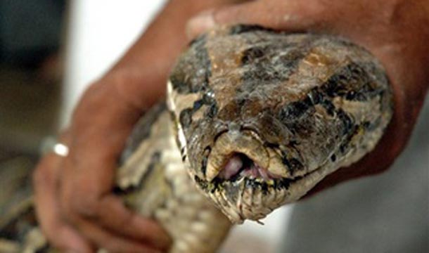 18-foot snake saved from burning home - Offbeat - Crazy World ...