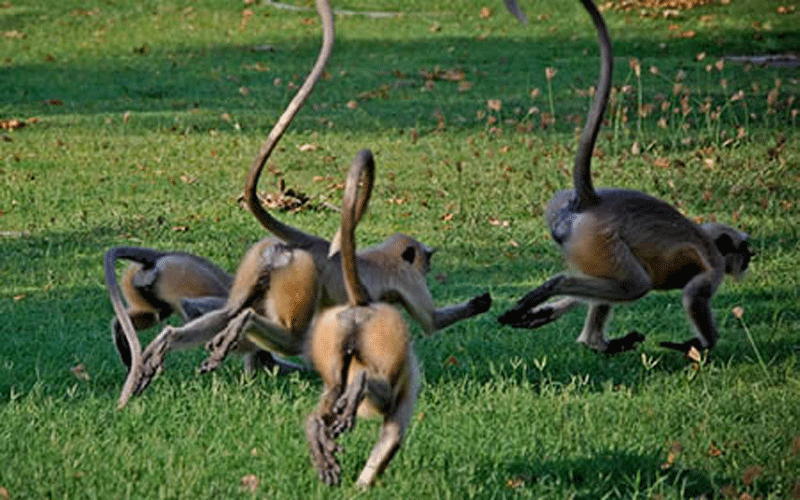 Taiwan city seeks 'monkey chasers' - Offbeat - This is life - Emirates24|7