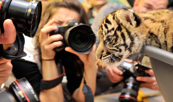 Surprise tiger born in Frankfurt zoo - Offbeat - This is life ...