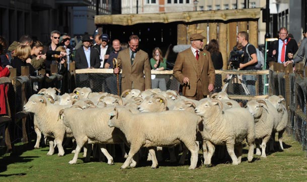 London tailoring street turned into urban sheep farm - Videos ...