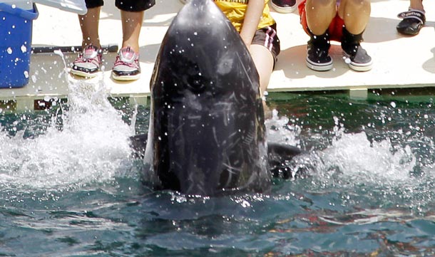 Dolphin teaches others a trick learnt in captivity - Videos - Emirates24|7