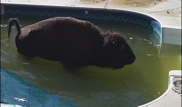 Buffalo takes a dip in couple's swimming pool - Offbeat - Crazy World ...