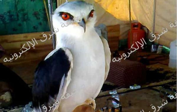 Rare falcon-size bird caught in Saudi - News - Region - Emirates24|7
