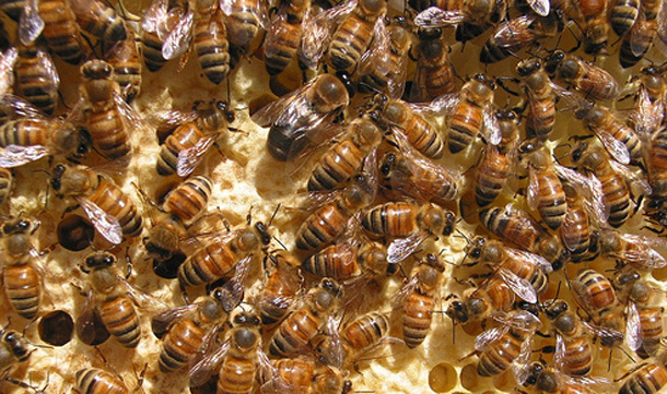 Thousands of bees delay flight - Offbeat - Crazy World - Emirates24|7