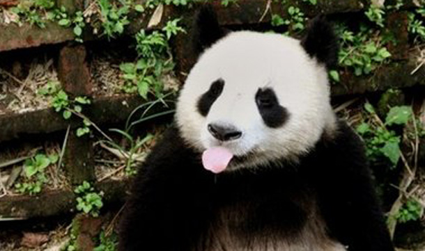 'Psychic pandas' no threat to octopus Paul's legacy - Offbeat - Crazy ...