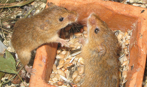 1,000 rescued rats up for adoption - Offbeat - Crazy World - Emirates24|7