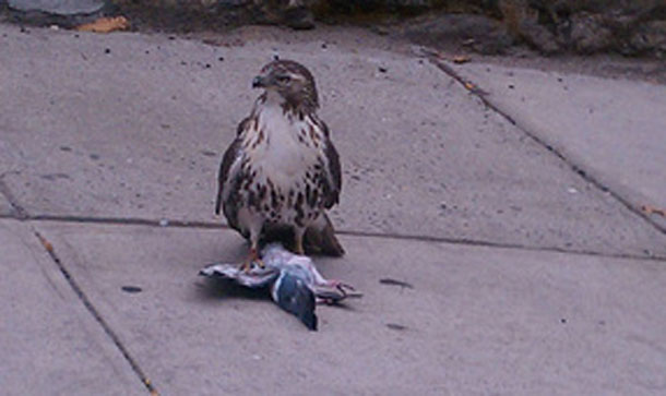 Hawk hunts pigeons in the Bronx - Offbeat - This is life - Emirates24|7