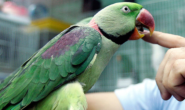 Parrot was witness to its owner's dying moments - Offbeat - Crazy World ...