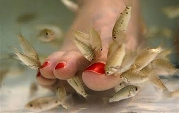 MoH warning: fish pedicure can give Aids - News - Emirates - Emirates24|7