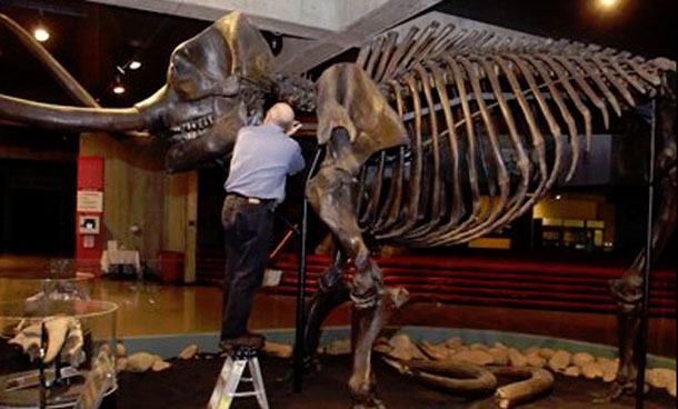 Museum to move 10,000-year-old mastodon - Offbeat - This is life ...
