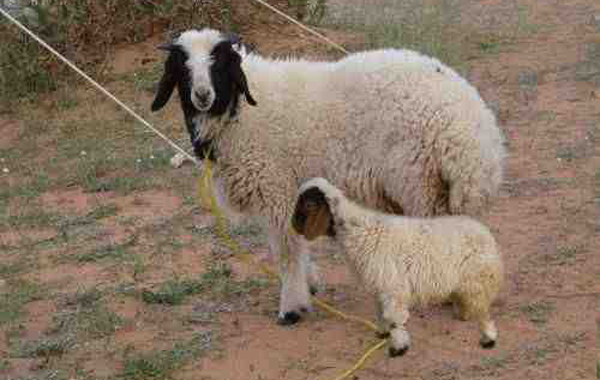 “Dwarf” sheep shocks Saudi farmer - News - Region - Emirates24|7