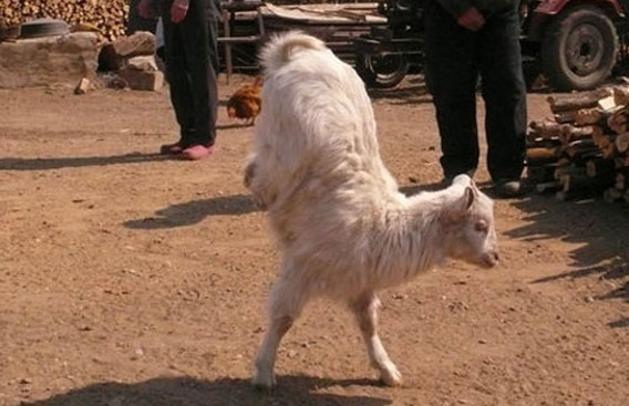 Goat learns to walk on just its two legs - Offbeat - Emirates24|7
