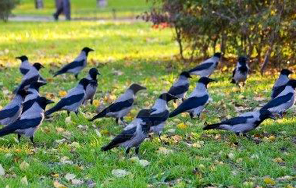 Balloons fight crows in Lithuanian city - Offbeat - Crazy World ...