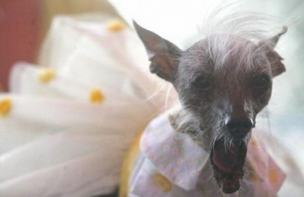 Dogs that make you go eeewwww! - Emirates24|7