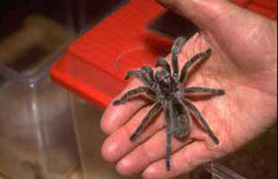 Man gets six months for spider smuggling - Offbeat - Emirates24|7