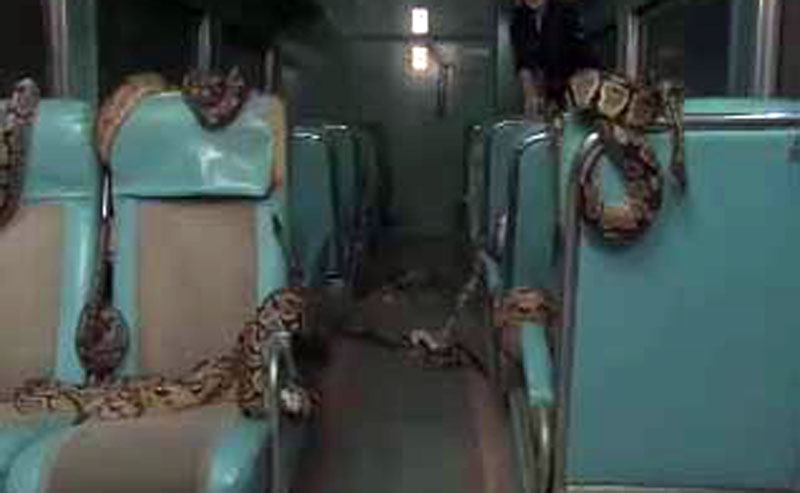 Snakes on a train terrify passengers in Vietnam - Offbeat - This is ...