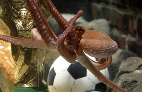 Octopuses limber up for women's World Cup - Offbeat - Emirates24|7
