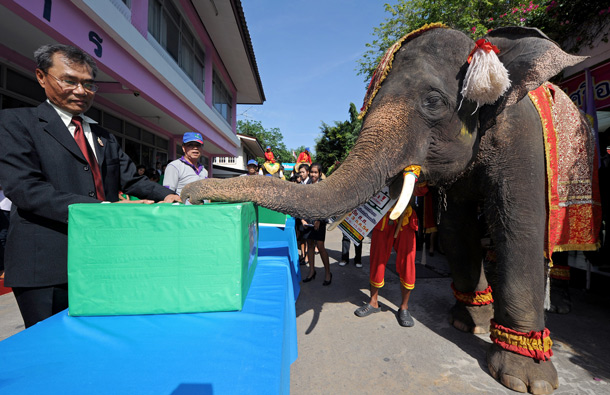 Elephant "vote" - Emirates24|7