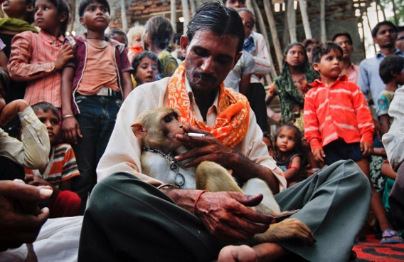 High drama as monkey bride and groom wed - Offbeat - Emirates24|7