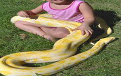Pet python strangles 2-year-old girl to death - News - World - Emirates24|7