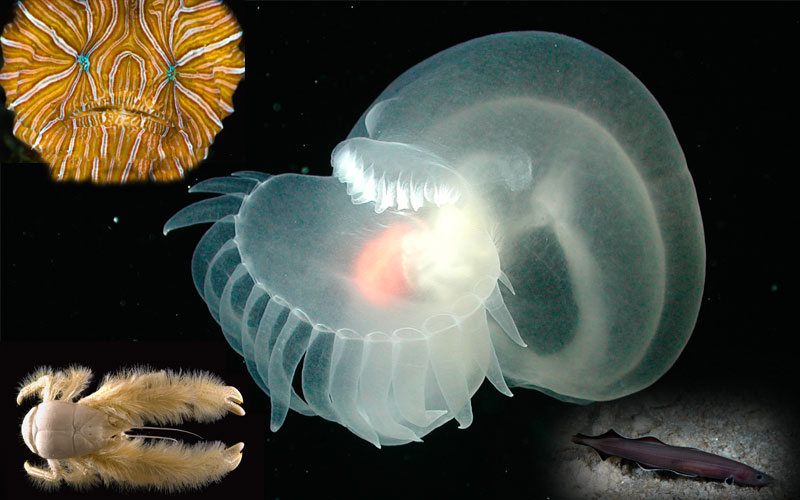 Wild world: Millions of unseen species fill Earth - Offbeat - This is ...