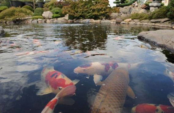 Biggest Koi In The World