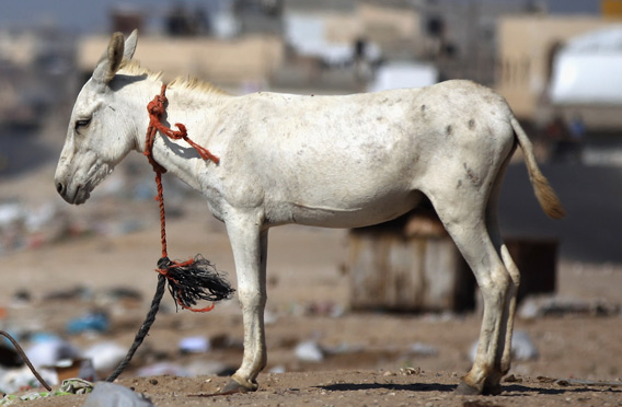 No jet lag for 120 donkeys after Hawaii-LA flight - Offbeat - Emirates24|7