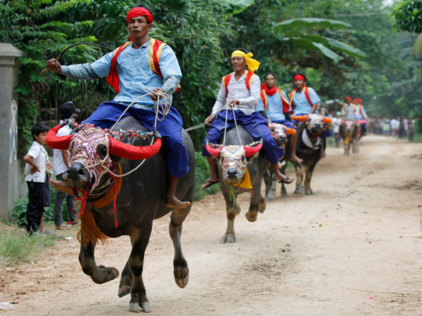 Buffalo-racing ceremony - Emirates24|7