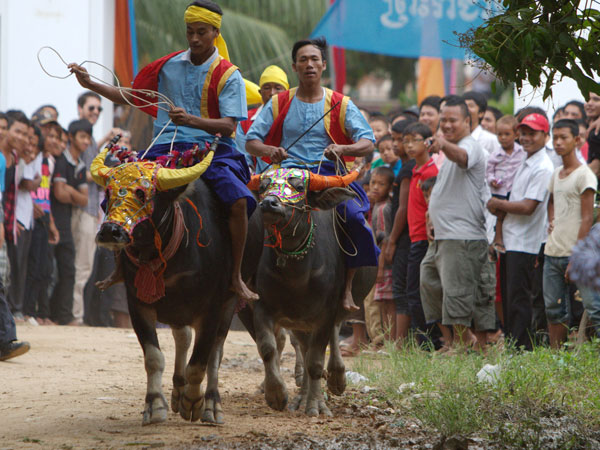 Buffalo-racing ceremony - Emirates24|7