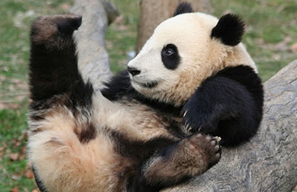 Crazy World: 'Panda poo' tea, anyone? - Offbeat - Crazy World ...