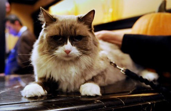 Health cops leash famed hotel cat - Offbeat - Emirates24|7