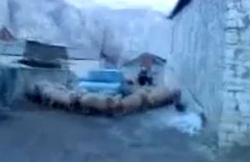 Sheep cyclone: Ewe shall not baaaass - Offbeat - Emirates24|7